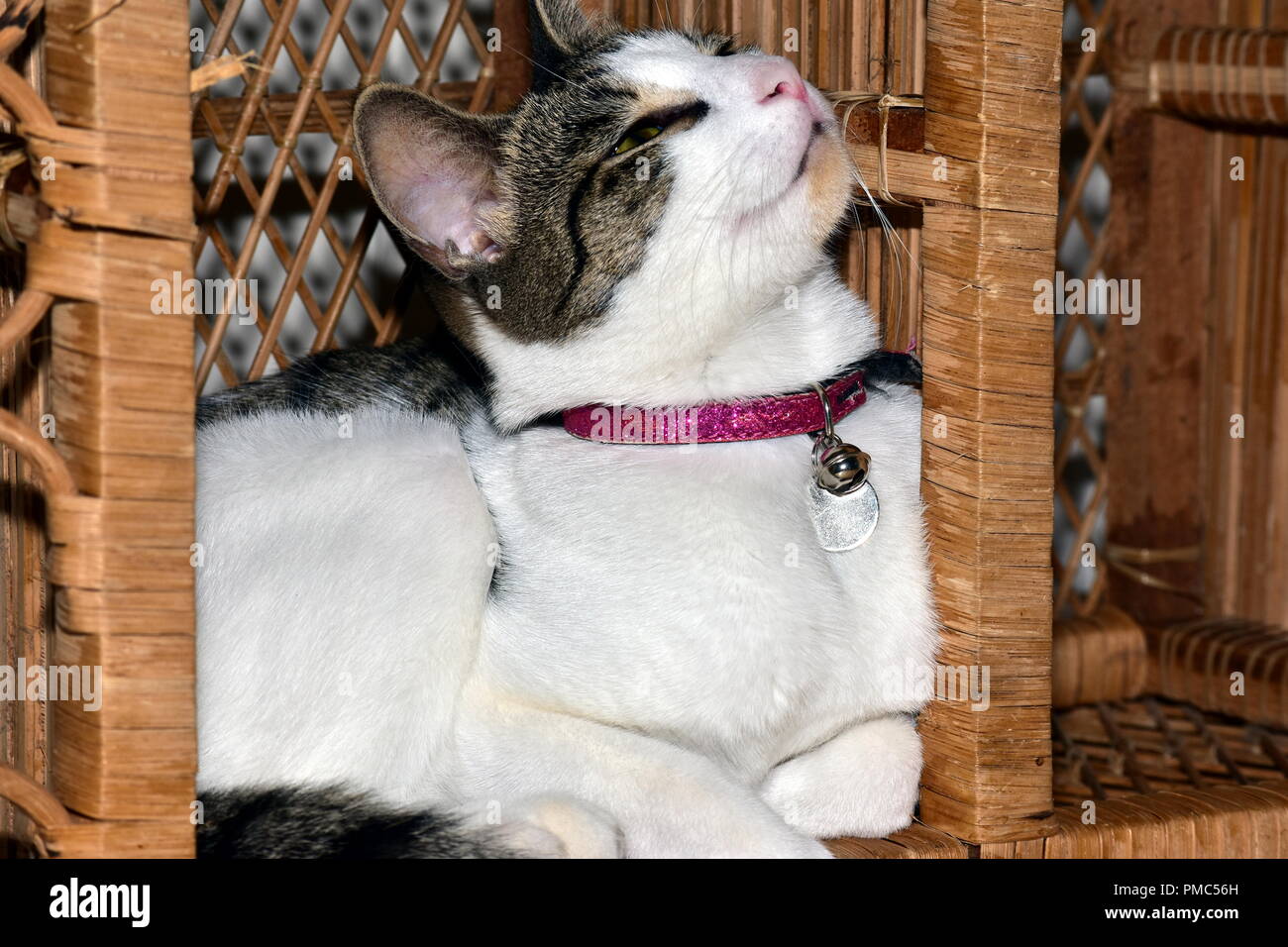 Cat in cane basket Stock Photo - Alamy