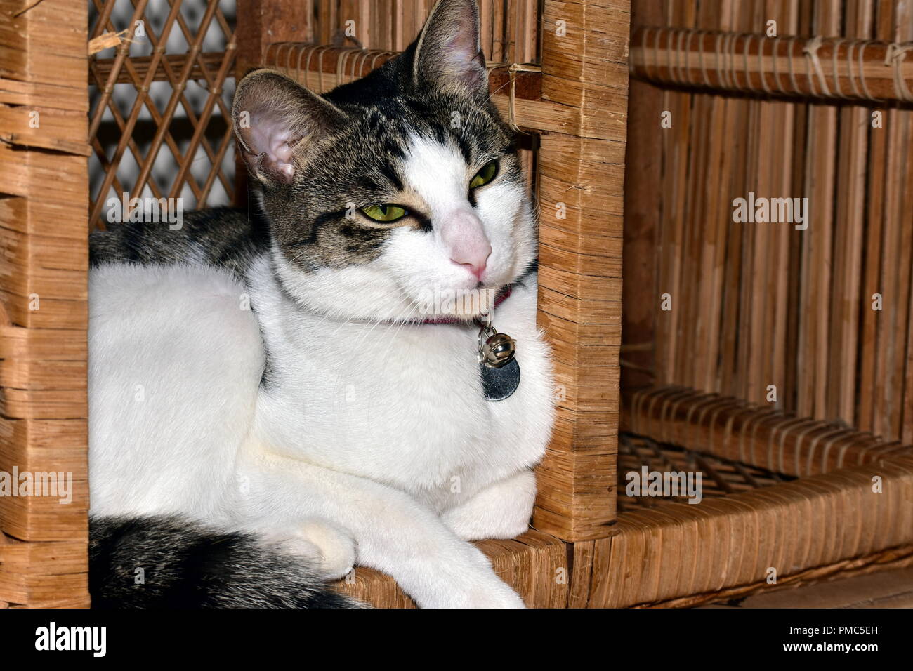 Cat in cane basket Stock Photo - Alamy