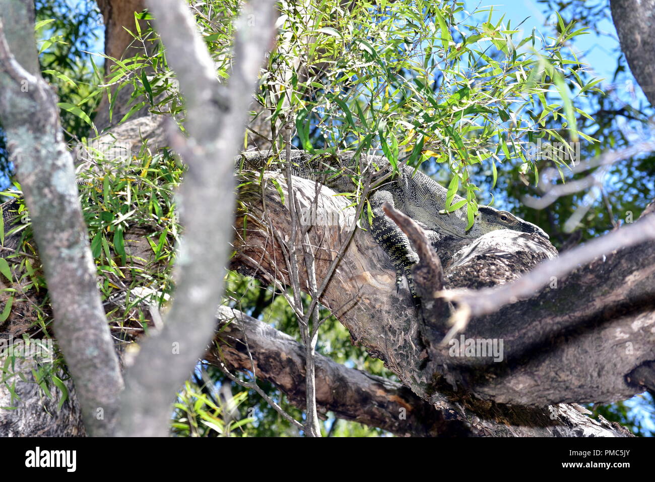 Australian goanna hi-res stock photography and images - Alamy