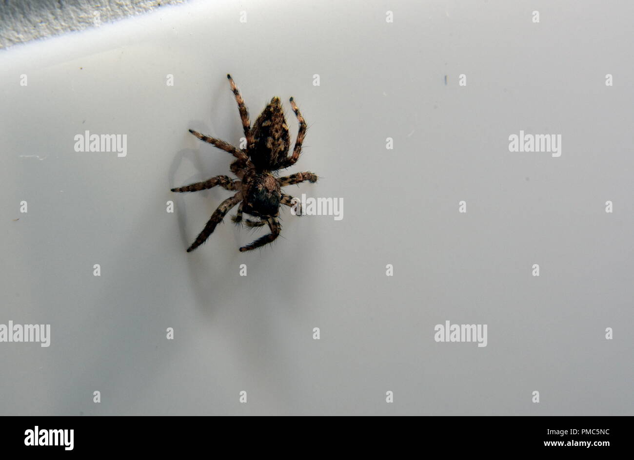 Curious jumping spider hi-res stock photography and images - Alamy