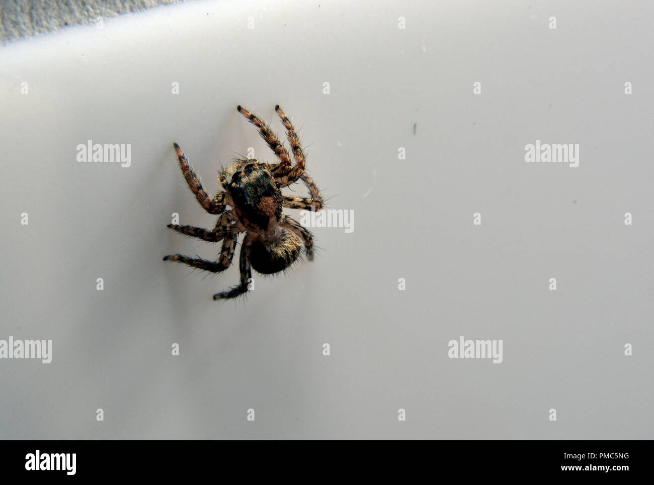 Curious jumping spider animal hi-res stock photography and images - Alamy