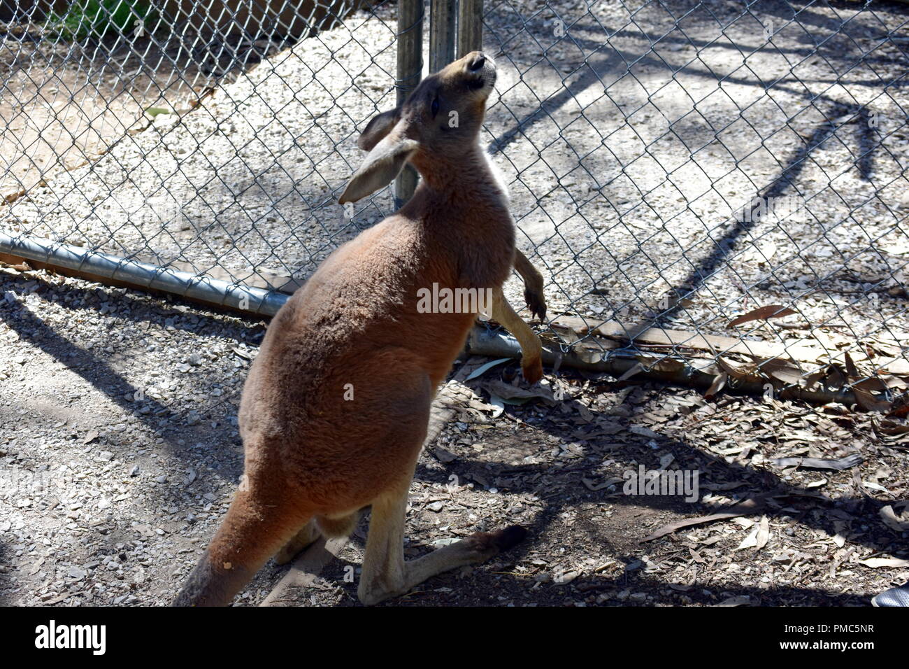 Male red kangaroo zoo hi-res stock photography and images - Alamy