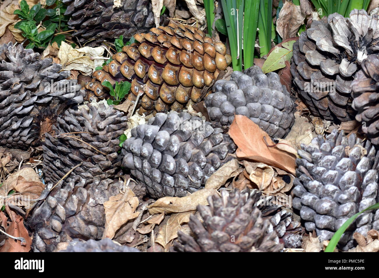 Pine cone anatomy hi-res stock photography and images - Alamy