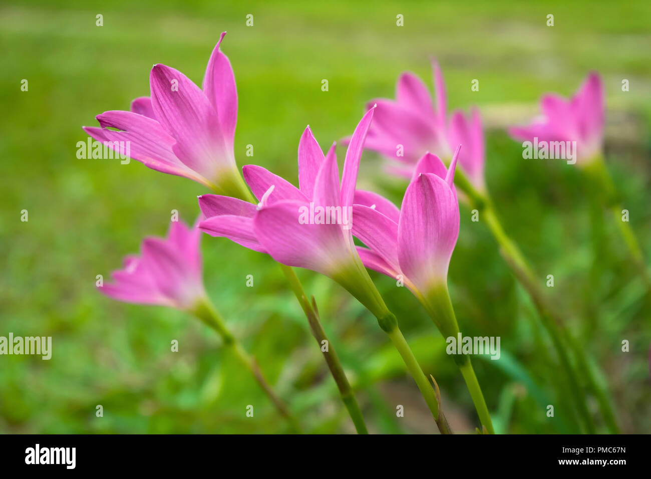 Pink Zephyranthes Carinata flowers Stock Photo - Alamy