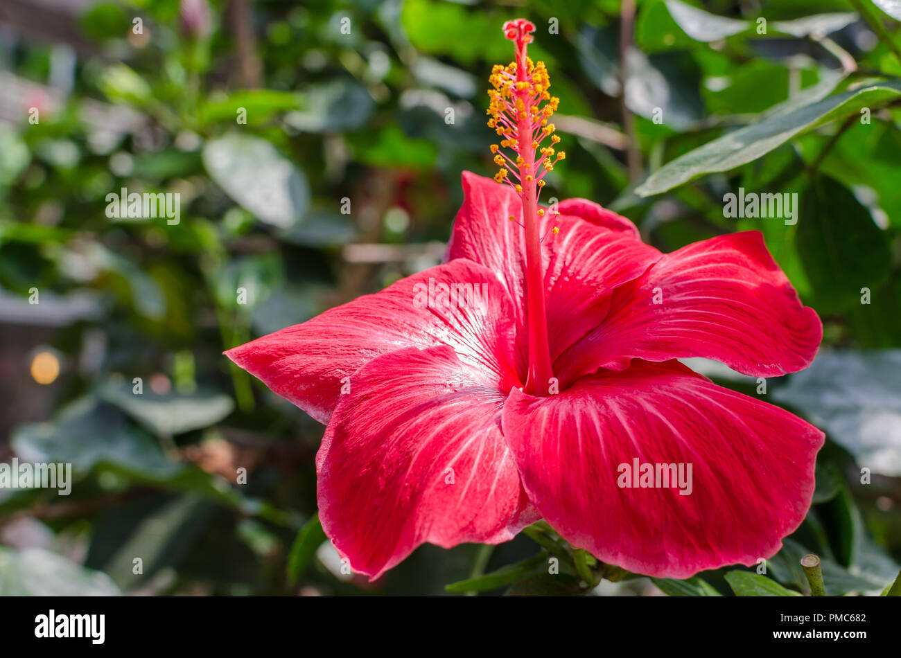 Closeup single red hibiscus hi-res stock photography and images - Alamy