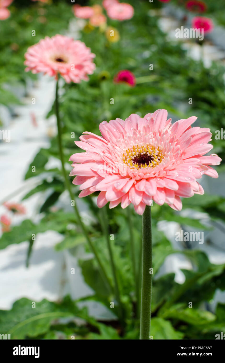 White daisy flower green leaves hi-res stock photography and images - Alamy