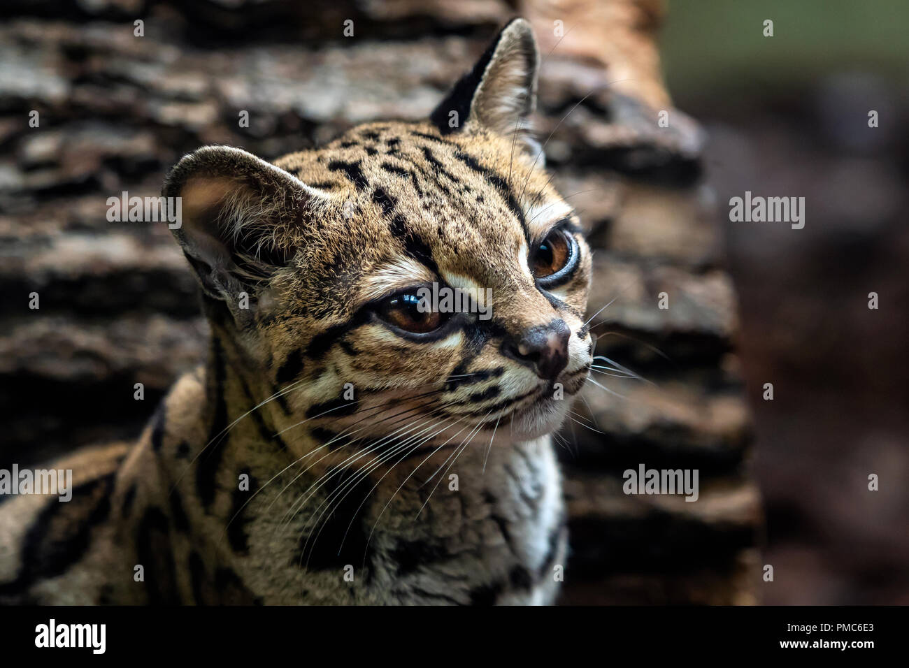 Margay hi-res stock photography and images - Alamy