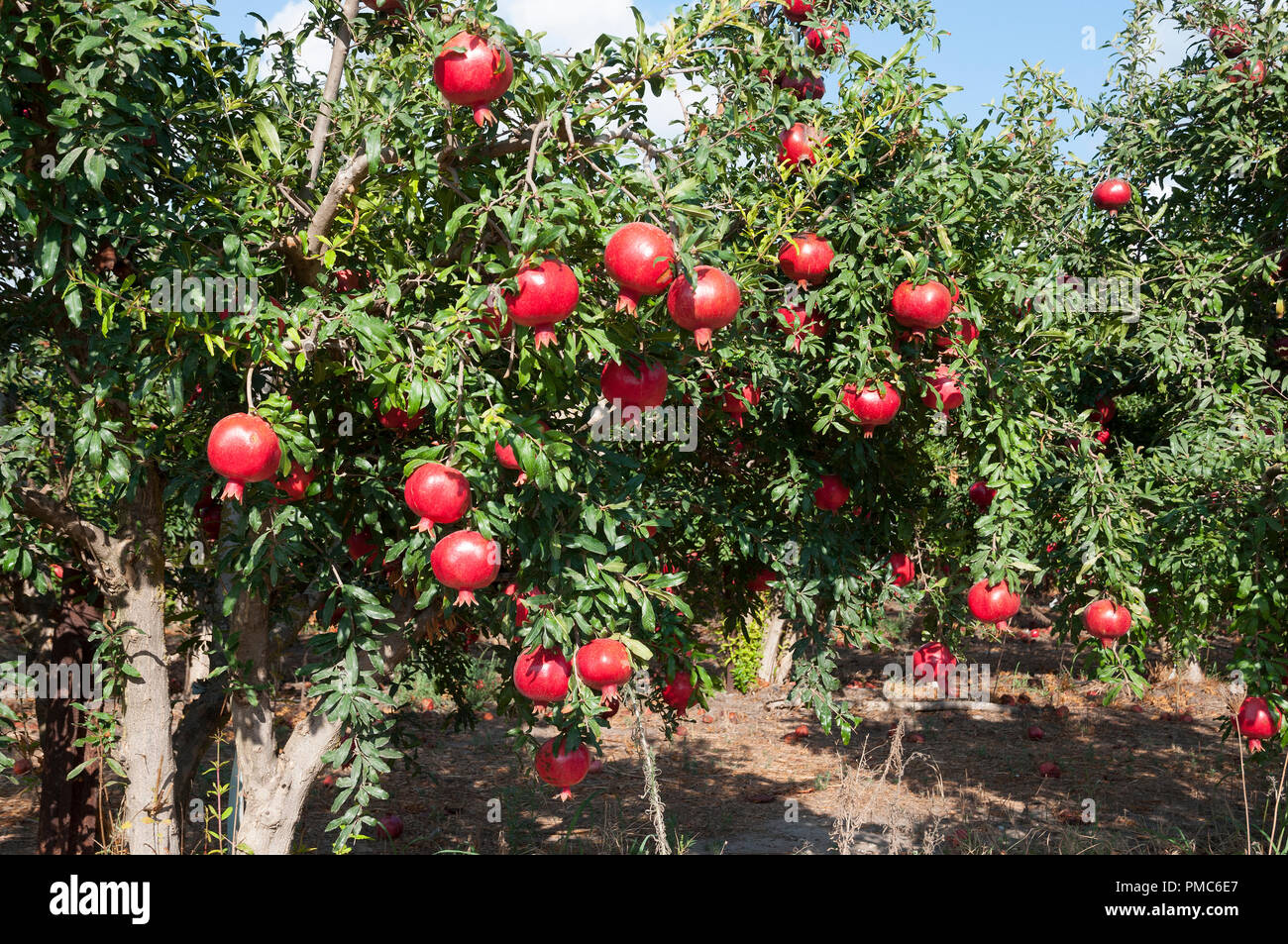 Pomegranate tree plantation Stock Photo - Alamy