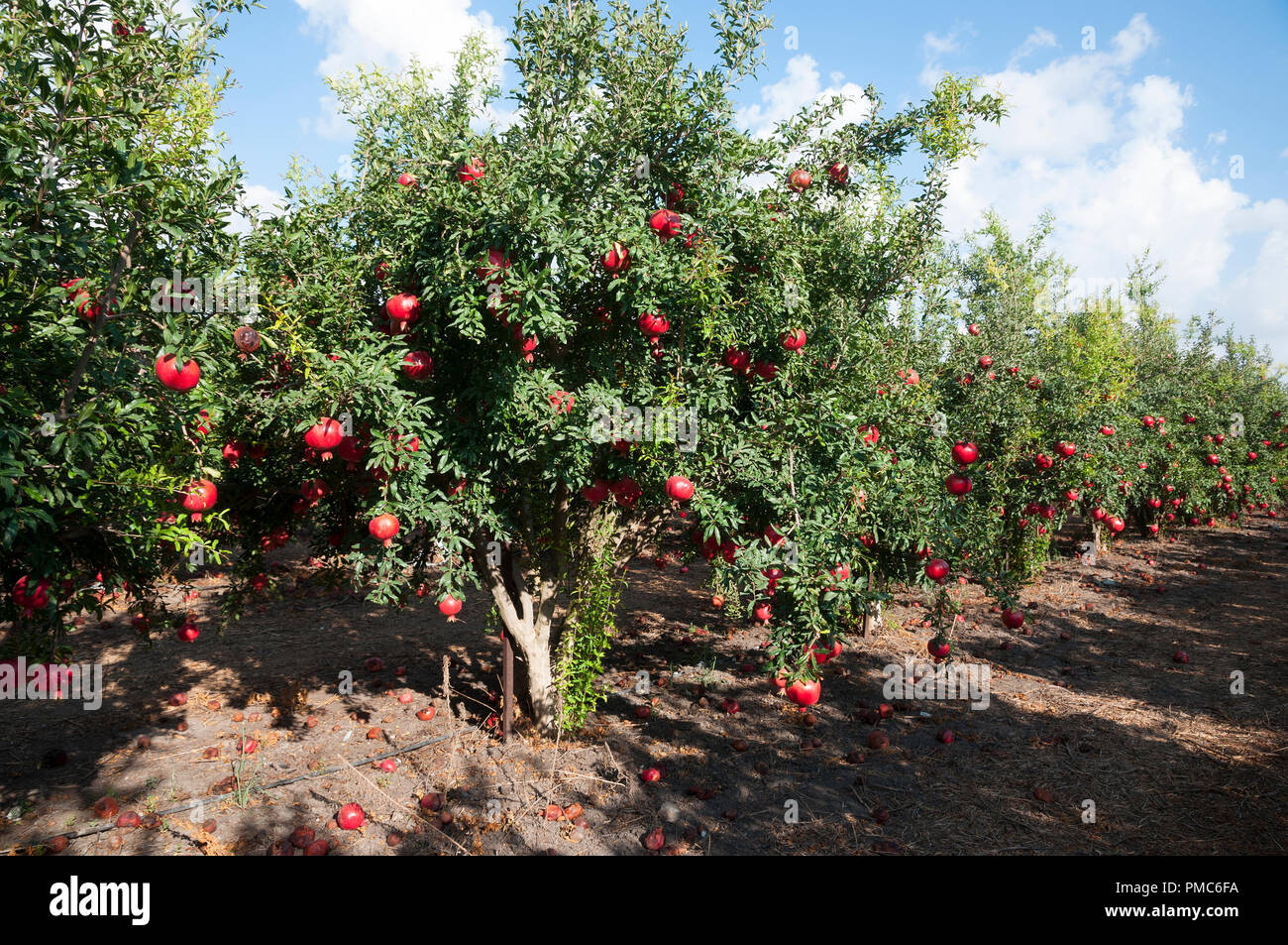 Pomegranate tree hi-res stock photography and images - Alamy