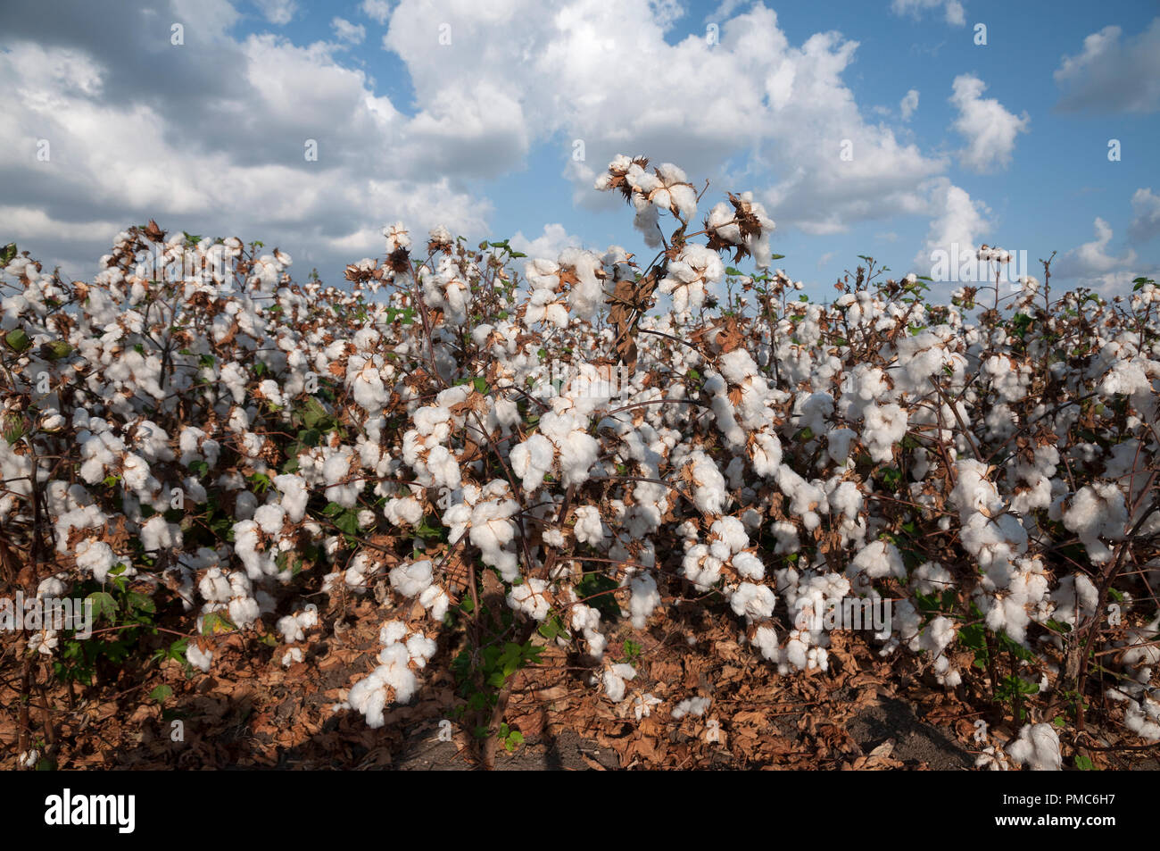 White Cotton Field Stock Photo - Alamy