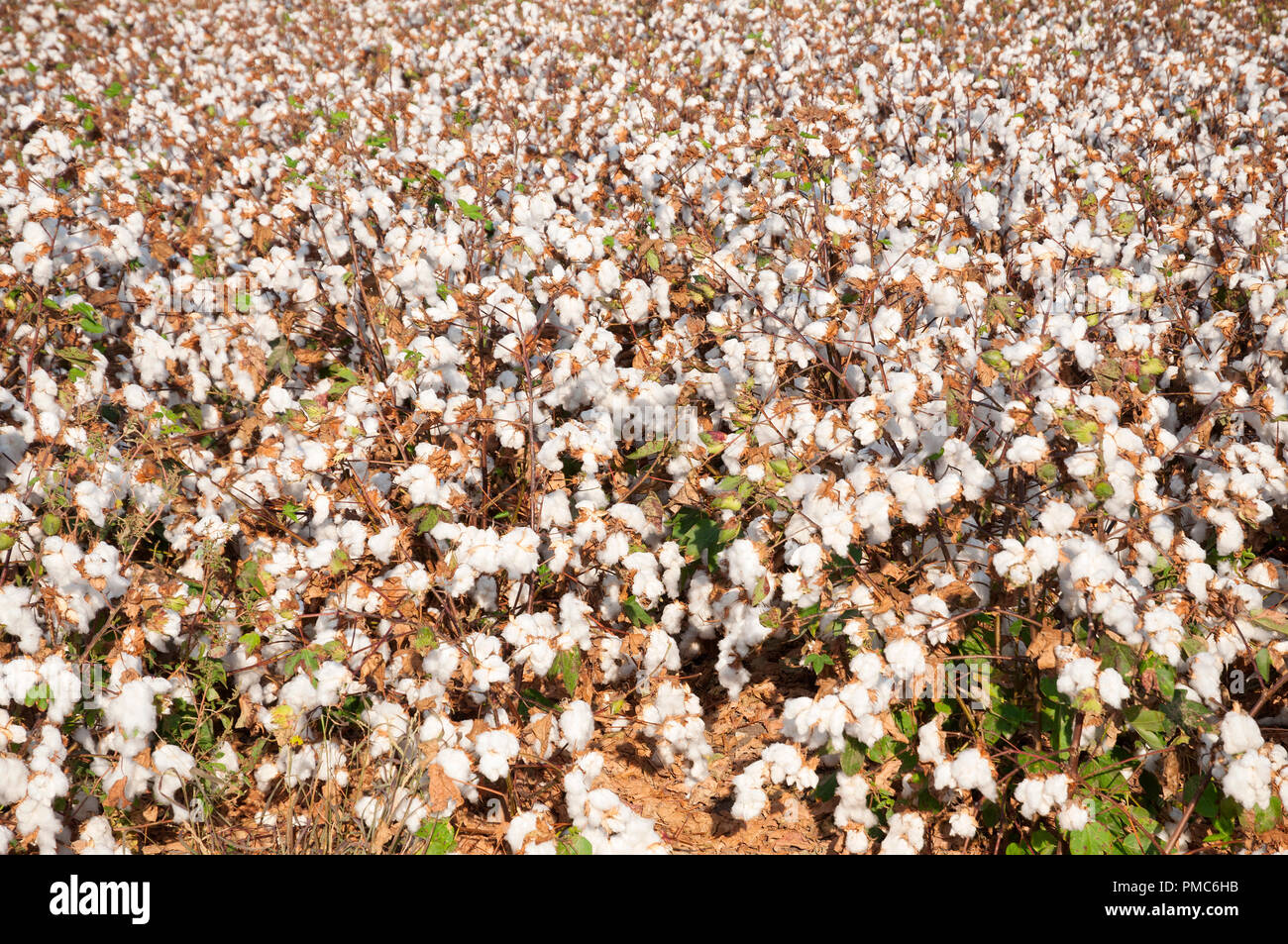 White Cotton Field Stock Photo - Alamy