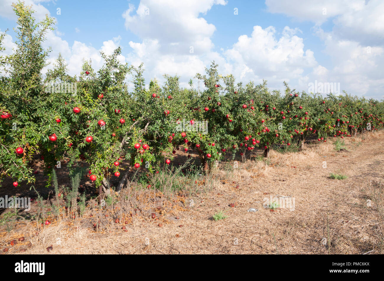 Pomegranate Trees With Fruits Stock Photos & Pomegranate Trees With ...