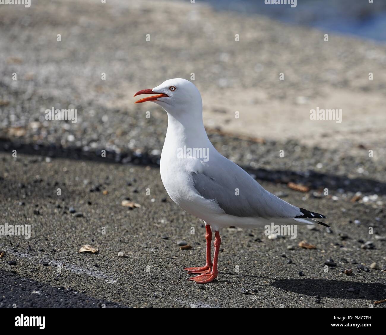 Australian seagull hi-res stock photography and images - Alamy