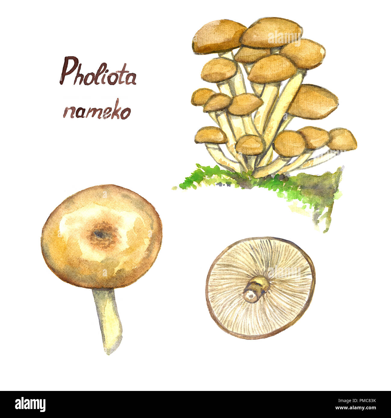 Pholiota Nameko
