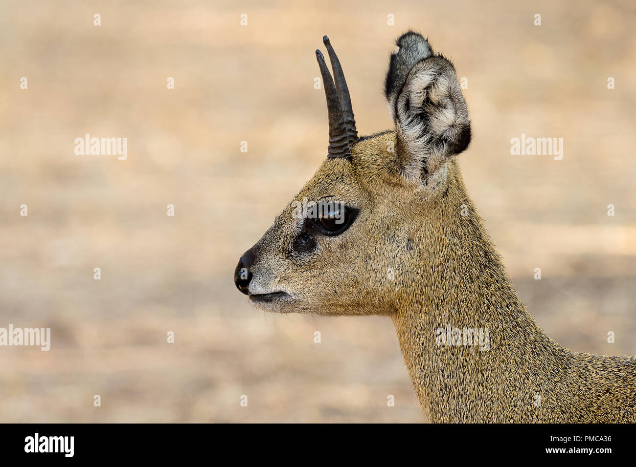 African Klipspringer