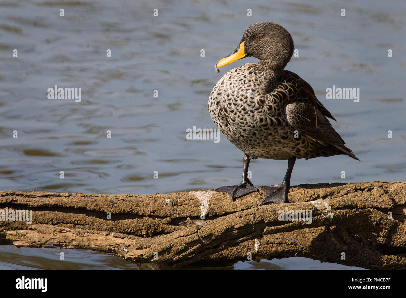 A yellow billed duck photographed in South Africa Stock Photo - Alamy