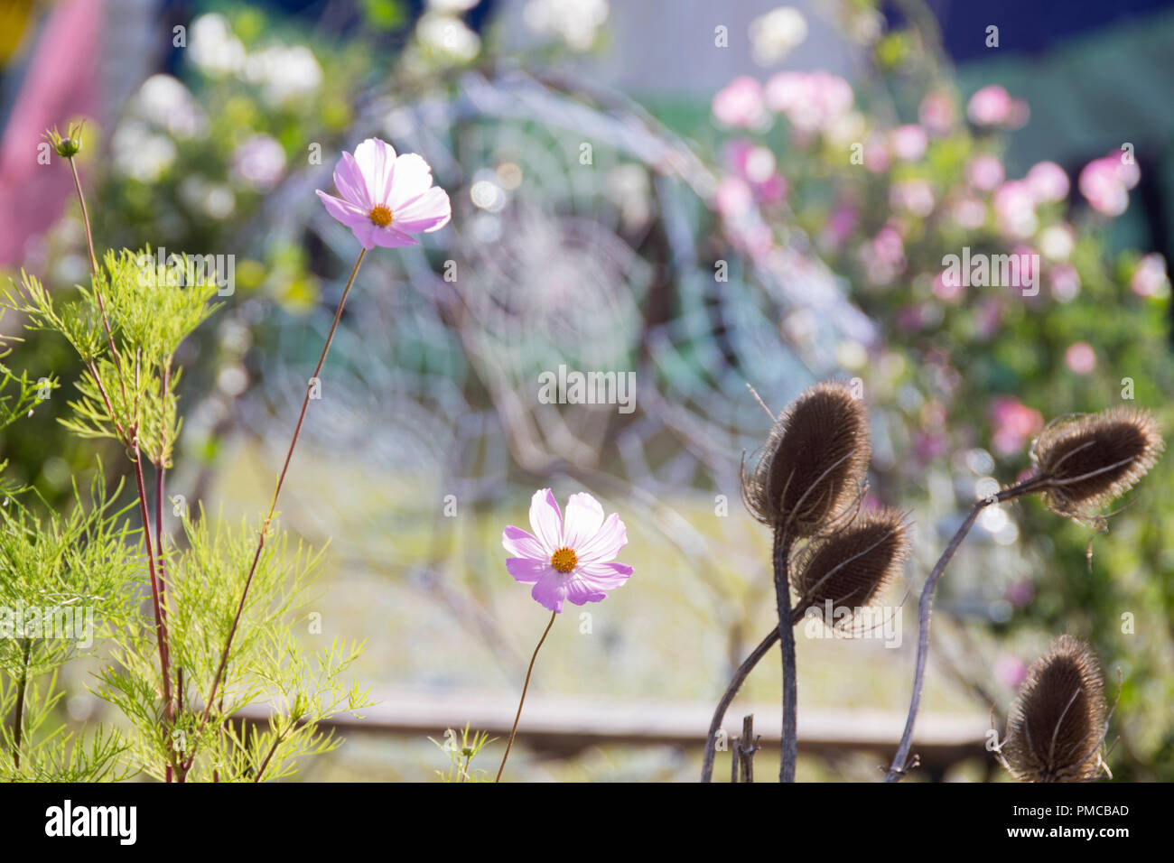 Fairy circle hi-res stock photography and images - Alamy