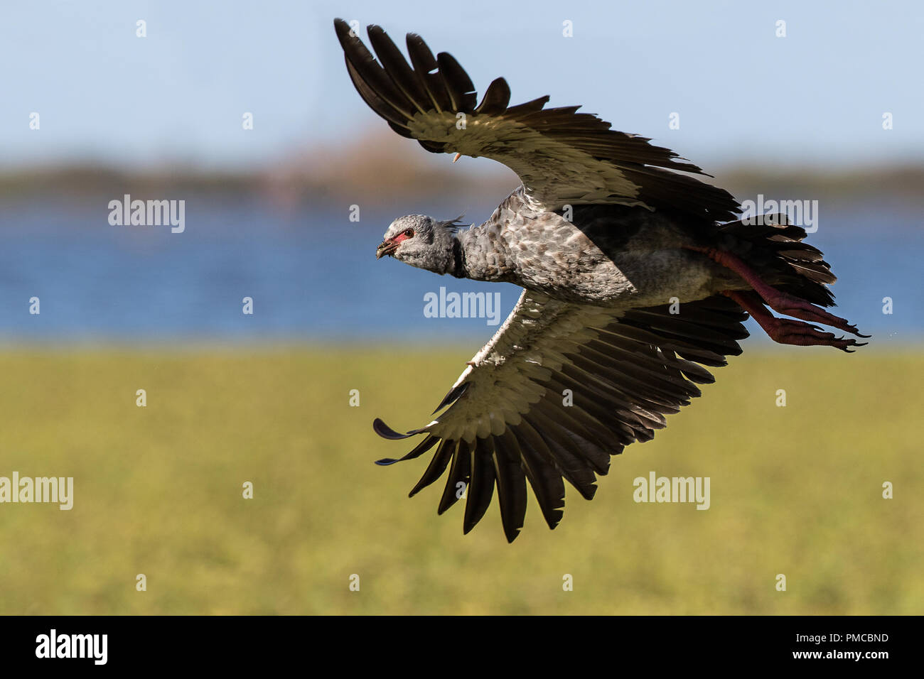 A flying southern screamer photographed in Argentina Stock Photo - Alamy