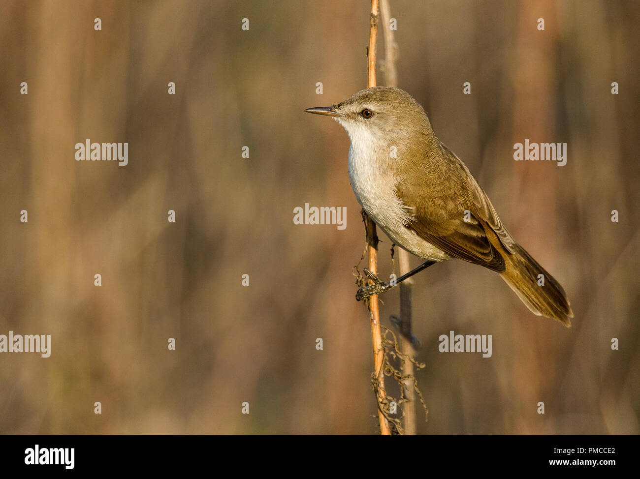 A lesser swamp warbler photographed in Nigel, South Africa Stock Photo ...