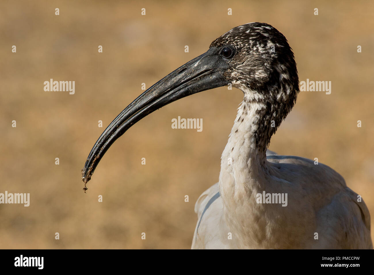 Portrait of an african sacred ibis. Photograph taken in South Africa ...