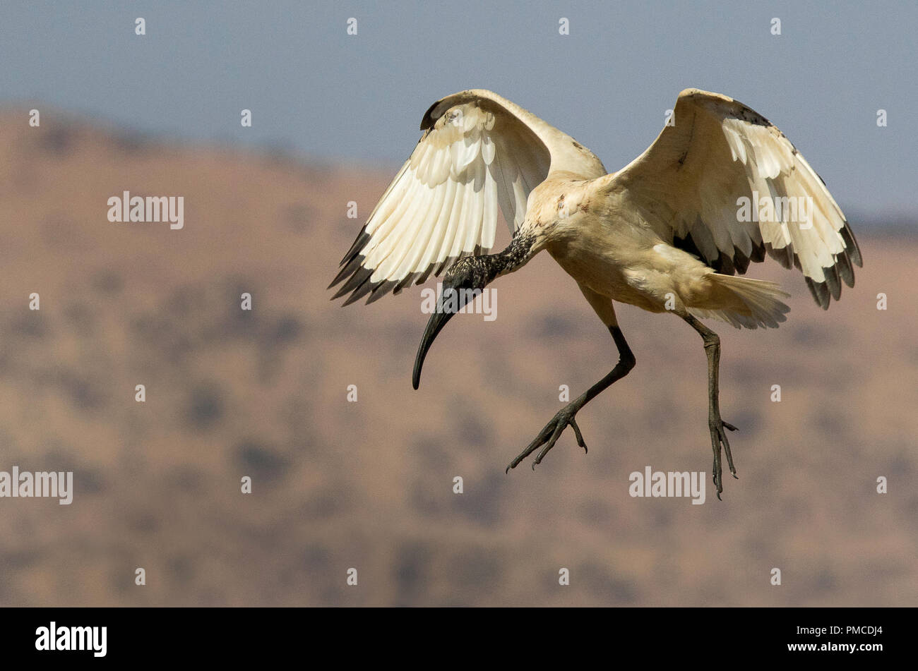 An african sacred ibis flying. Photograph taken in South Africa Stock ...
