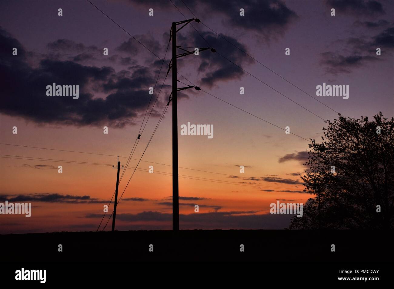 electric poles and tree in a field against a background of sunset sky ...