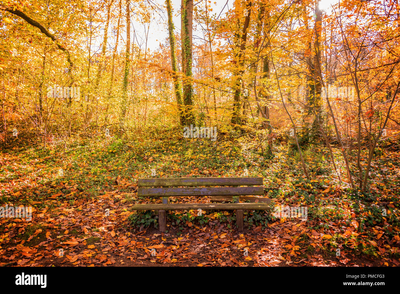 Wooden bench in a forest in autumn Stock Photo - Alamy