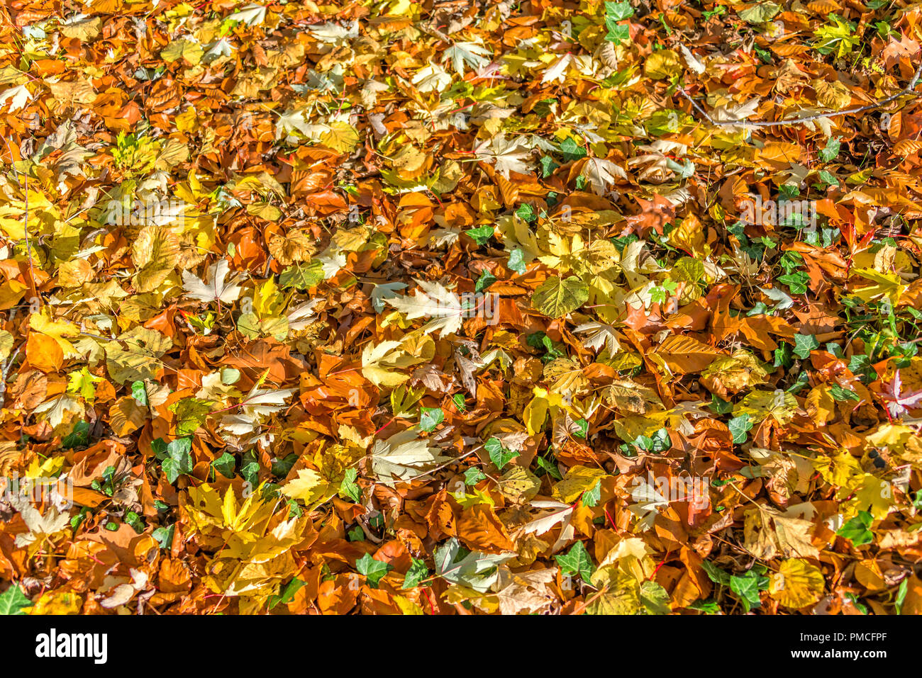 Background of fallen colorful autumnal leaves on the ground Stock Photo ...