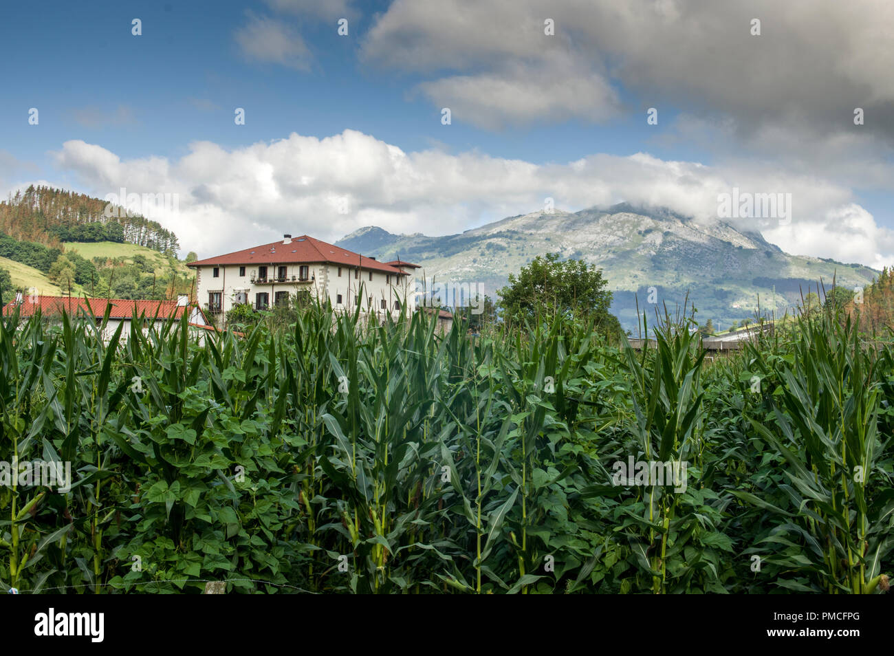 Conr growing field and a famr in Urrestilla, Basque Country, Spain ...