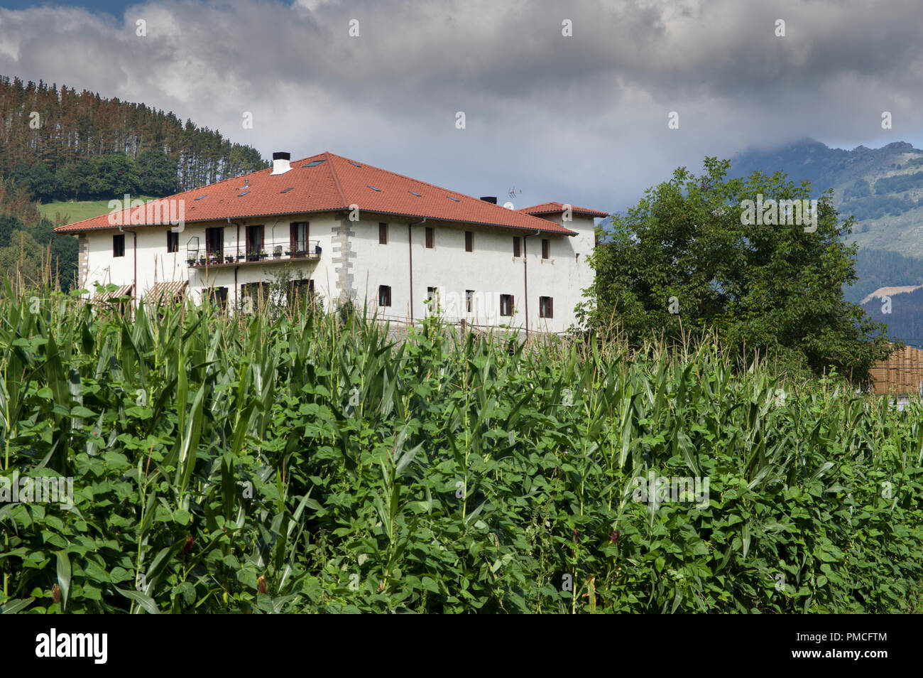 Conr growing field and a famr in Urrestilla, Basque Country, Spain ...