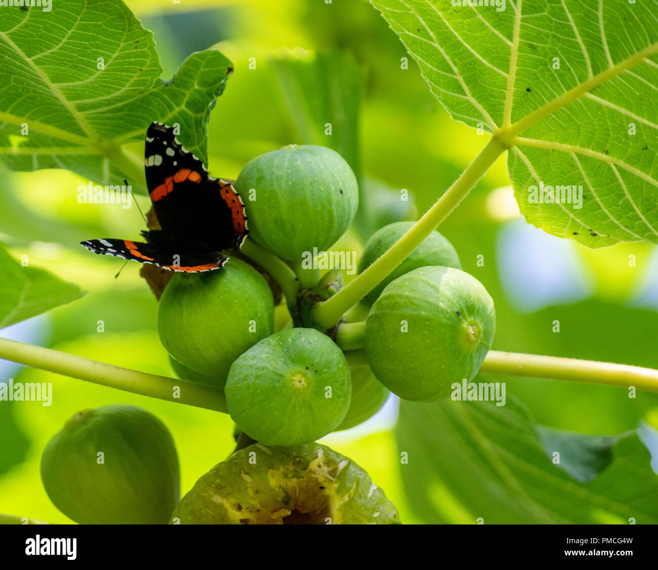 Fig leaf with butterfly hi-res stock photography and images - Alamy