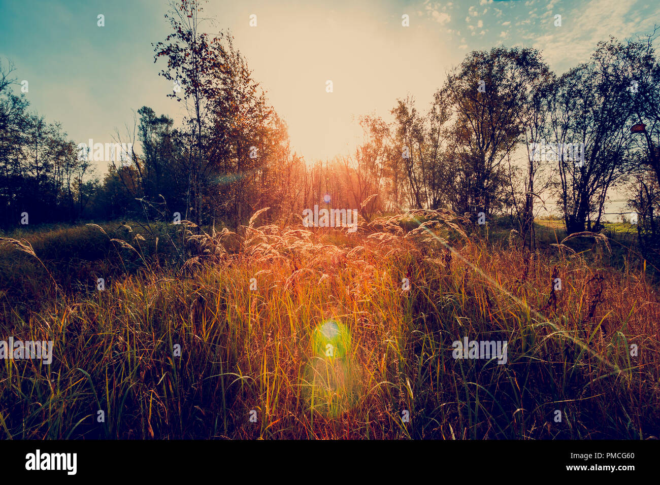 The ears of the feather grass in the rising rays of the autumn sun ...