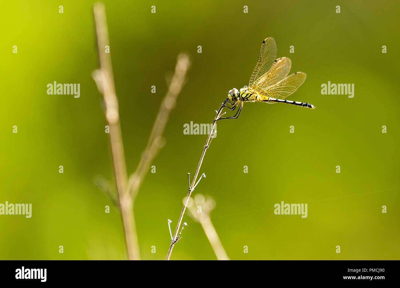 Ladybug dragonfly hi-res stock photography and images - Alamy