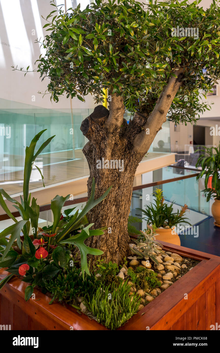 Spain, Cordoba, Europe, CLOSE-UP OF POTTED PLANT ON TREE TRUNK Stock ...