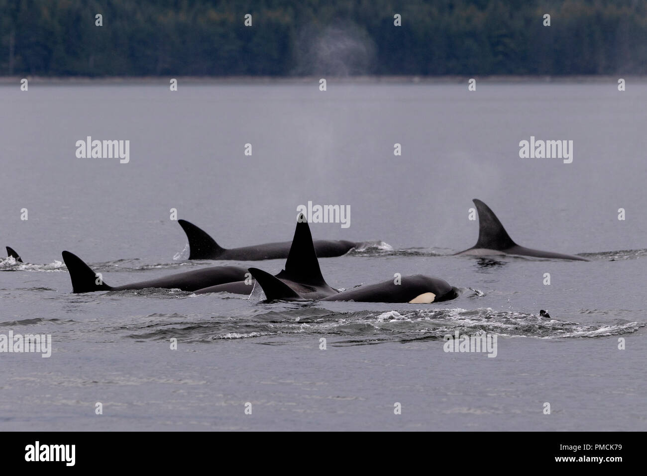 Northern resident orca whale pod (killer whales, Orcinus orca ...