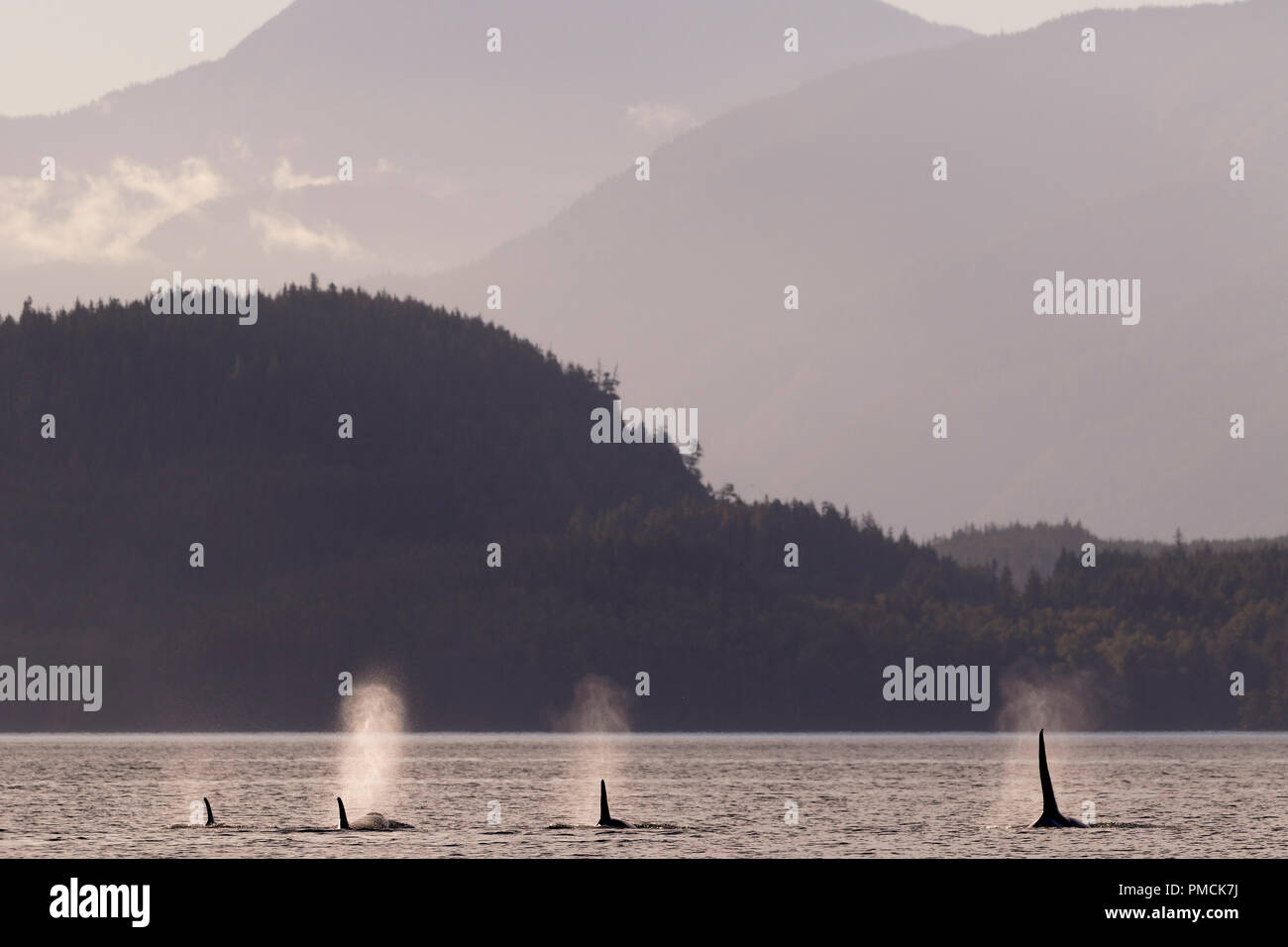 Northern resident orca whale pod (killer whales, Orcinus orca ...