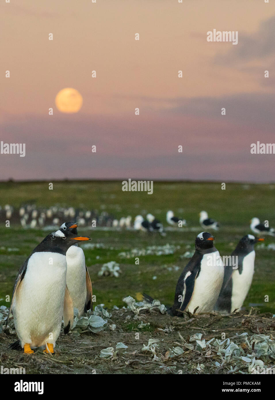 Falklands Islands Penguins High Resolution Stock Photography and Images ...