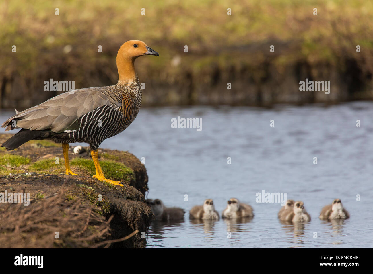 Wildlife carcass hi-res stock photography and images - Alamy