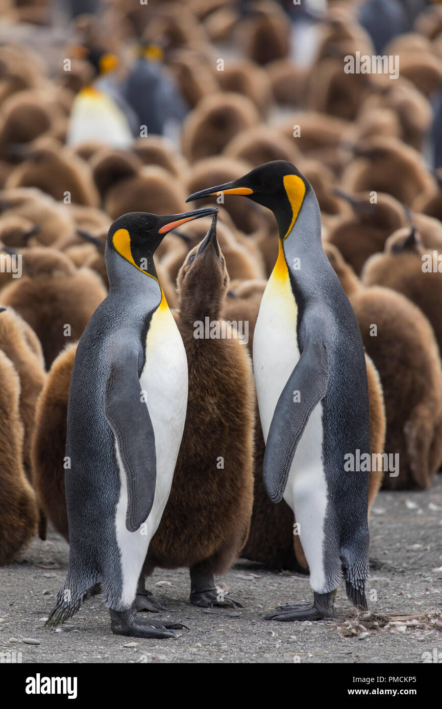 King penguins hi-res stock photography and images - Alamy
