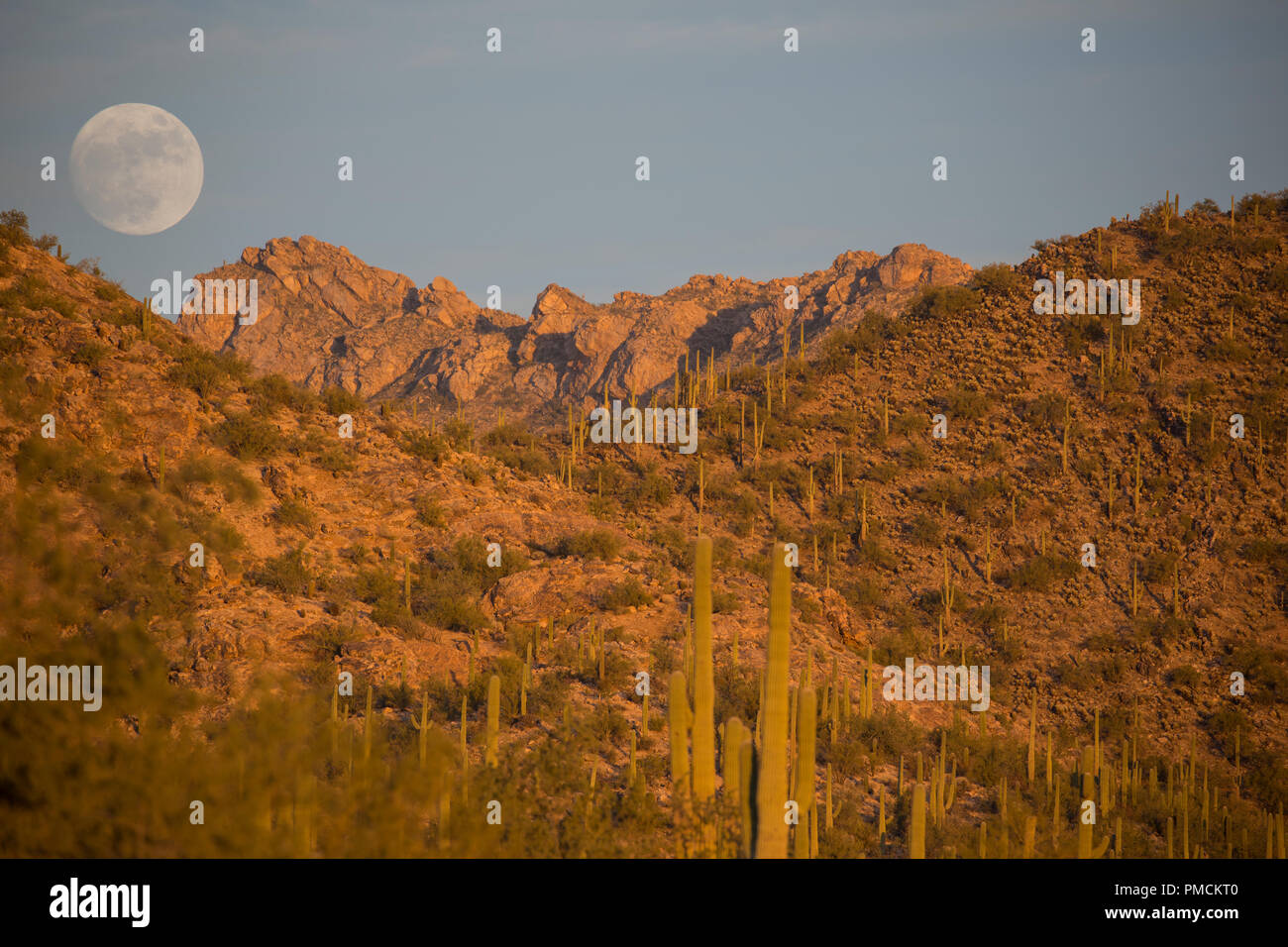 Full Moon Night Arizona Desert