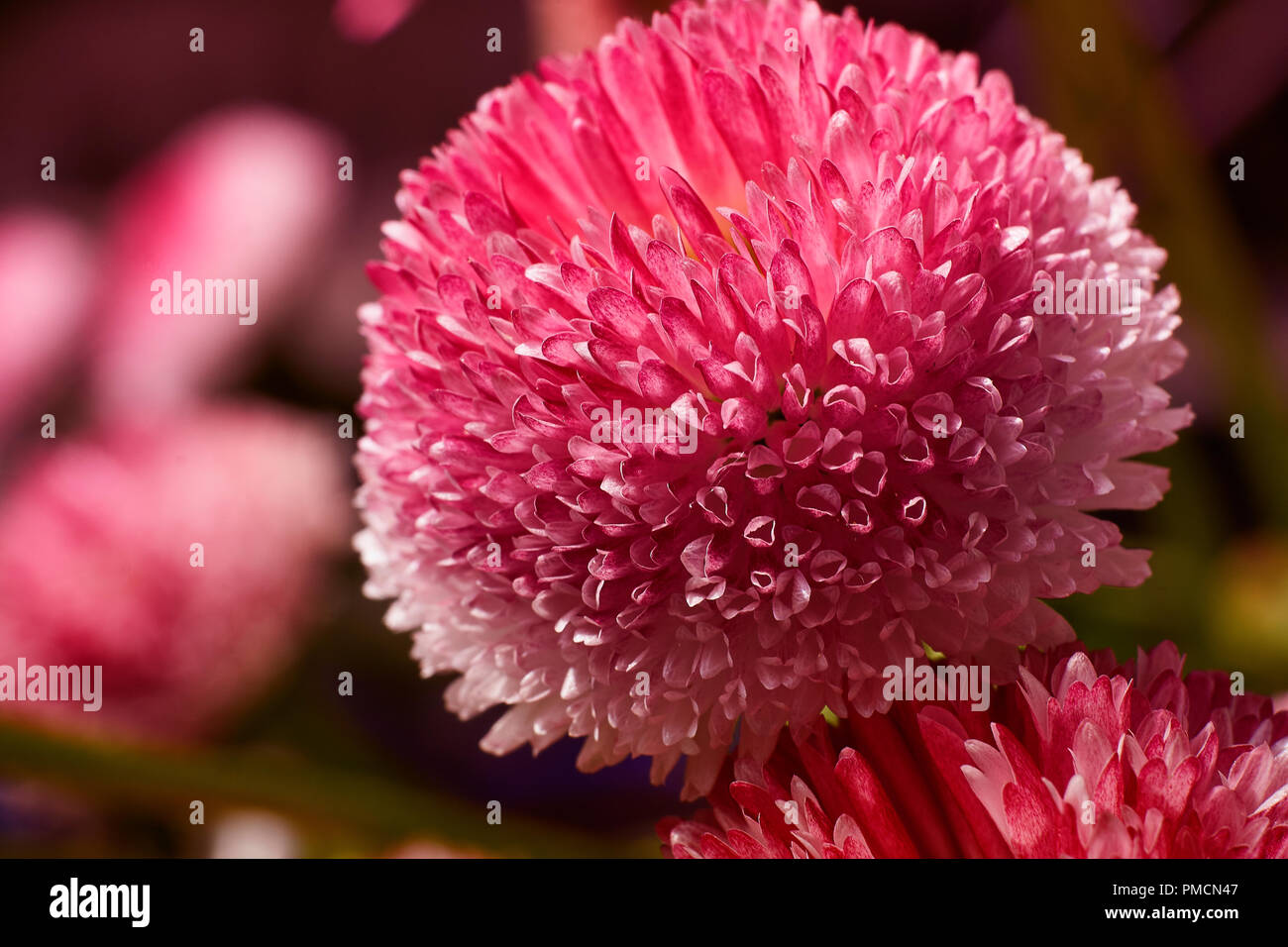Flower Center Texture