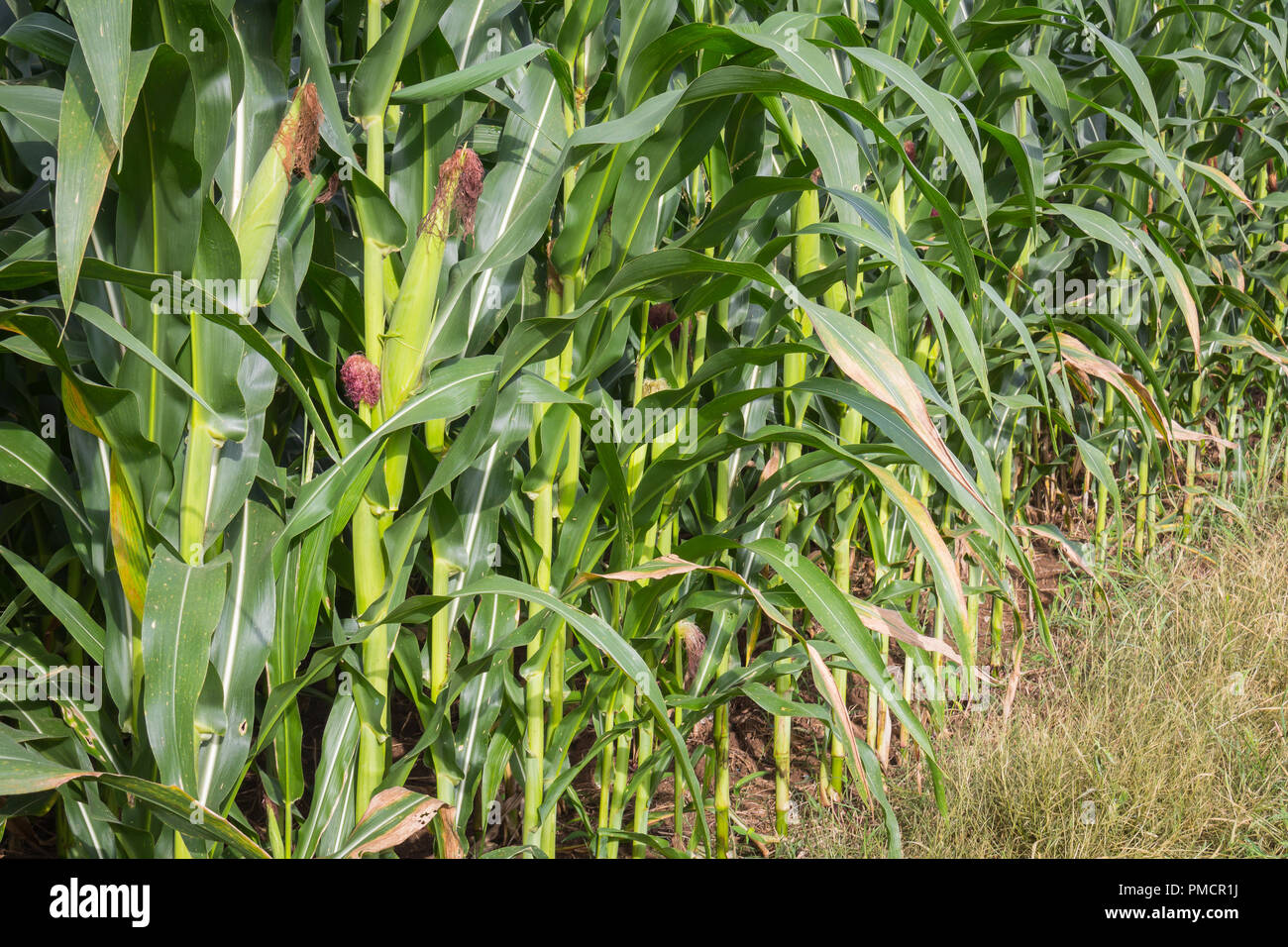 Zea mays Linn. , Sweet corn in the field Stock Photo - Alamy