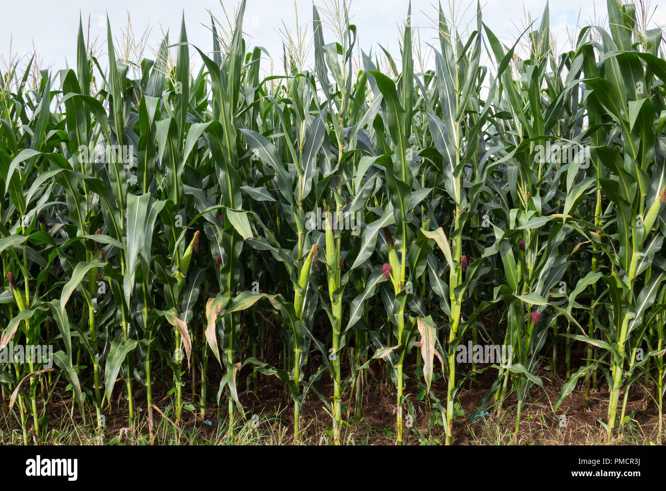 Zea mays linn hi-res stock photography and images - Alamy
