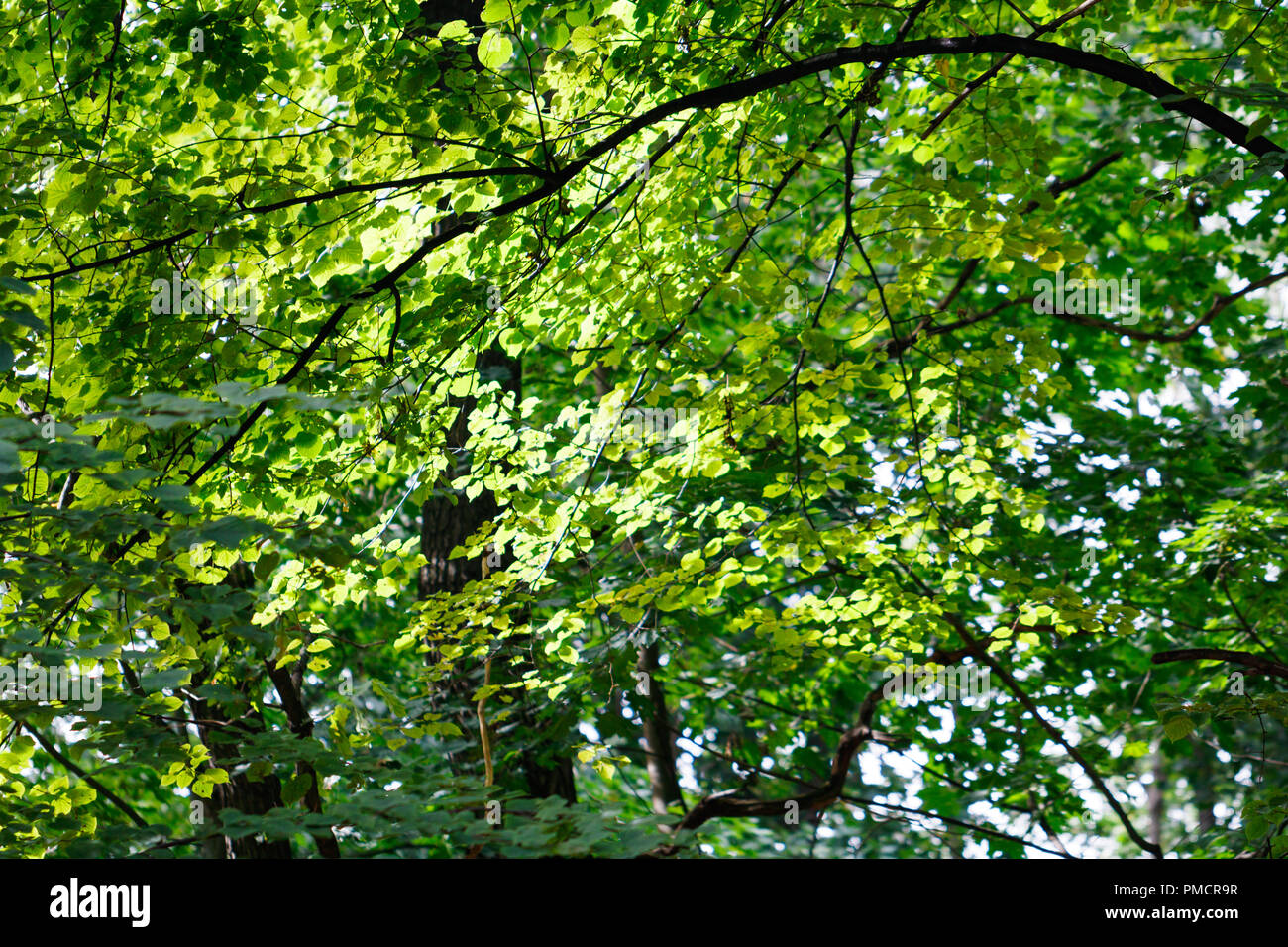 Beautiful spring leaves with bokeh lights in the spring forest hi-res ...