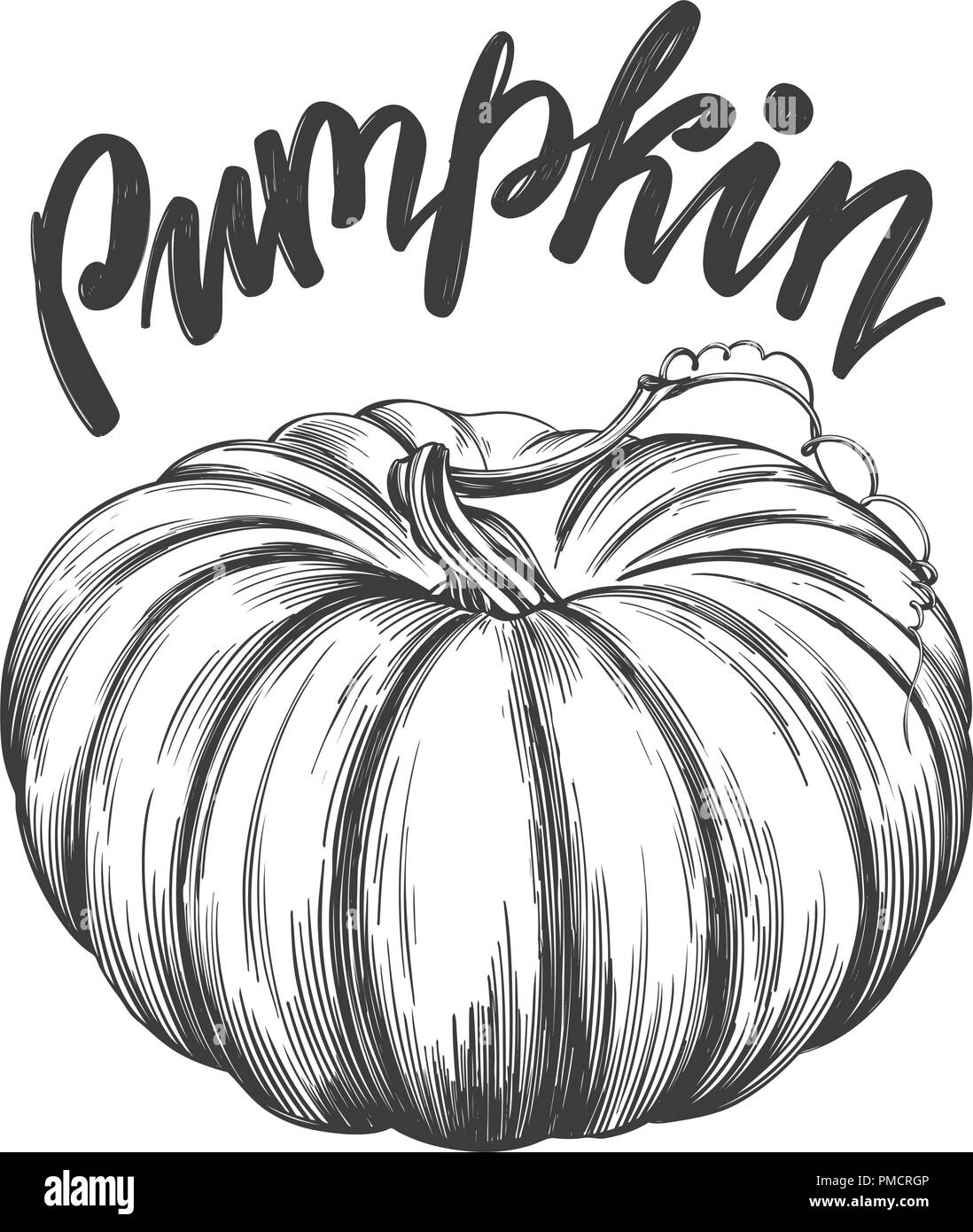 Pumpkin vegetable hand drawn vector illustration realistic sketch Stock ...