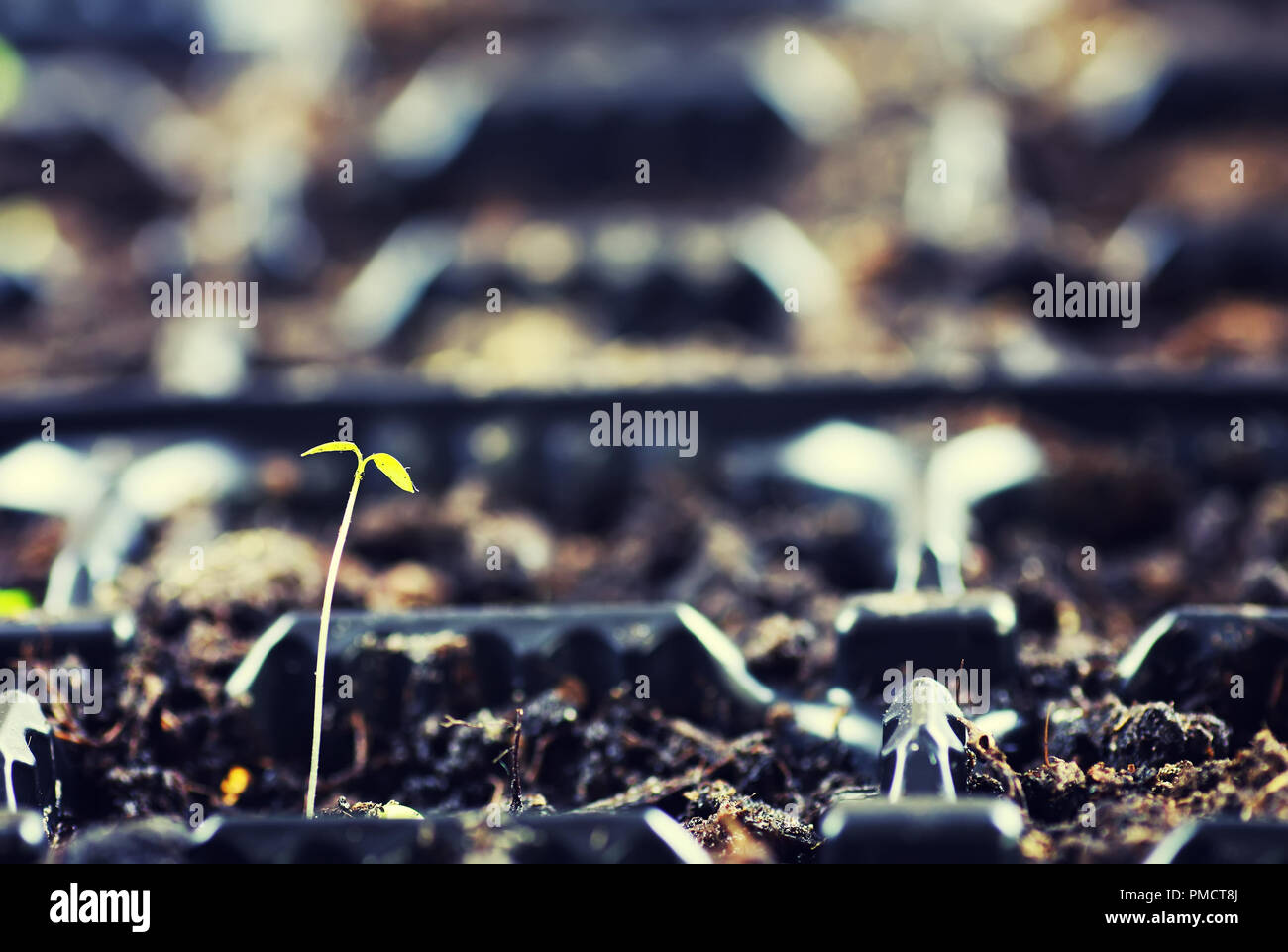 box with small sprout from seeds Stock Photo - Alamy