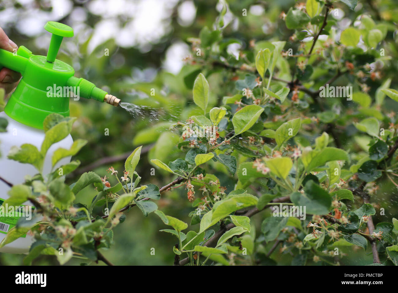 Treatment of plants from insects Stock Photo - Alamy