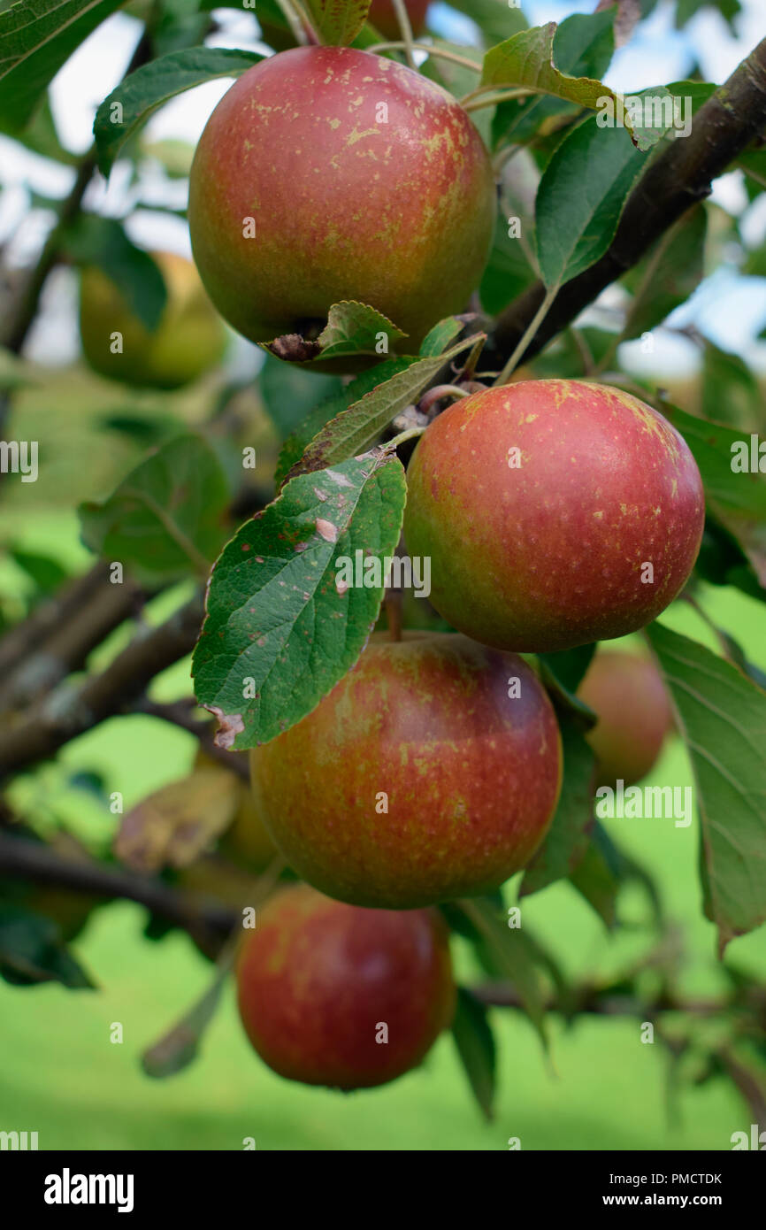 Margil hi-res stock photography and images - Alamy