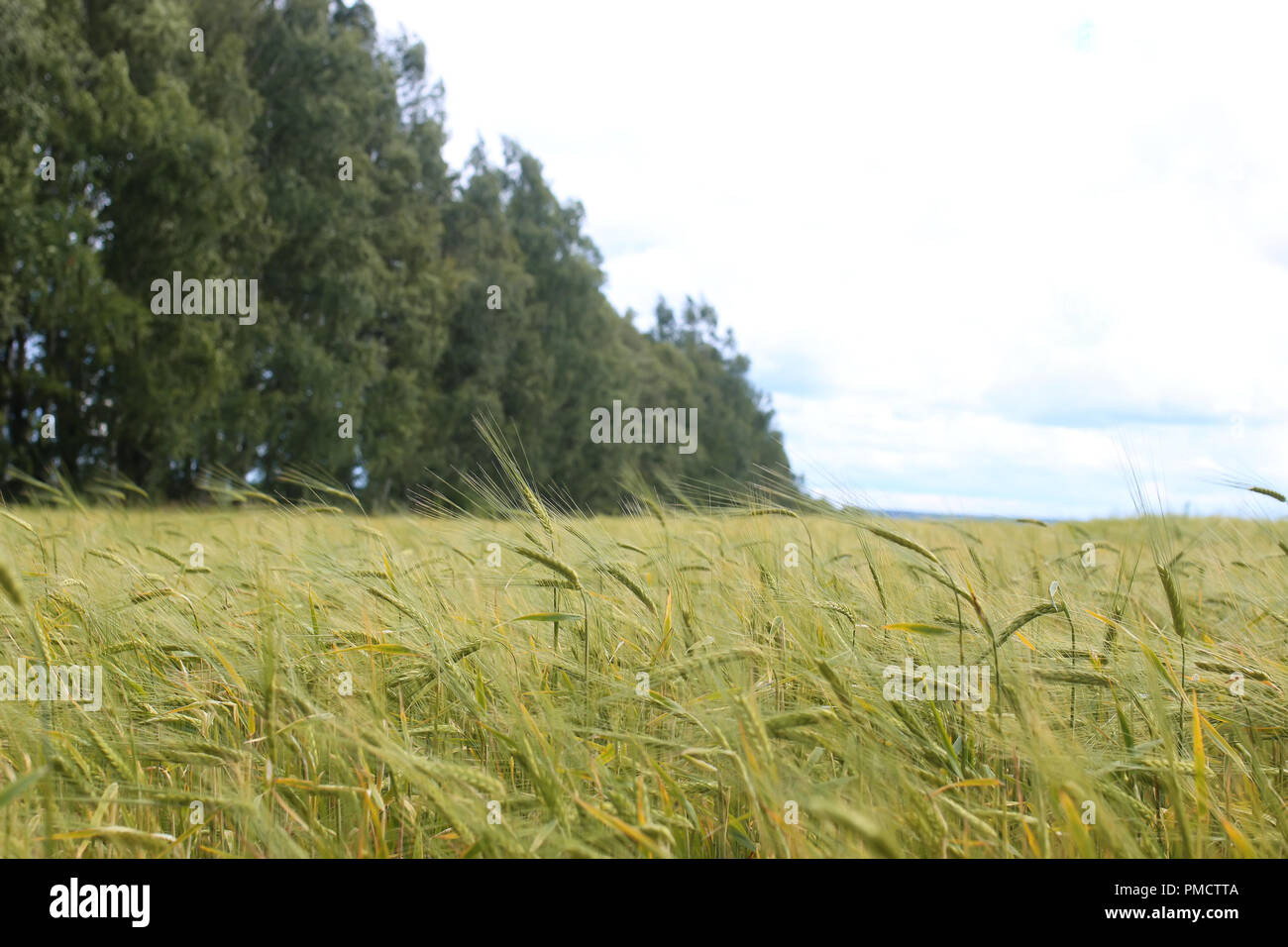 cereal rye field Stock Photo - Alamy