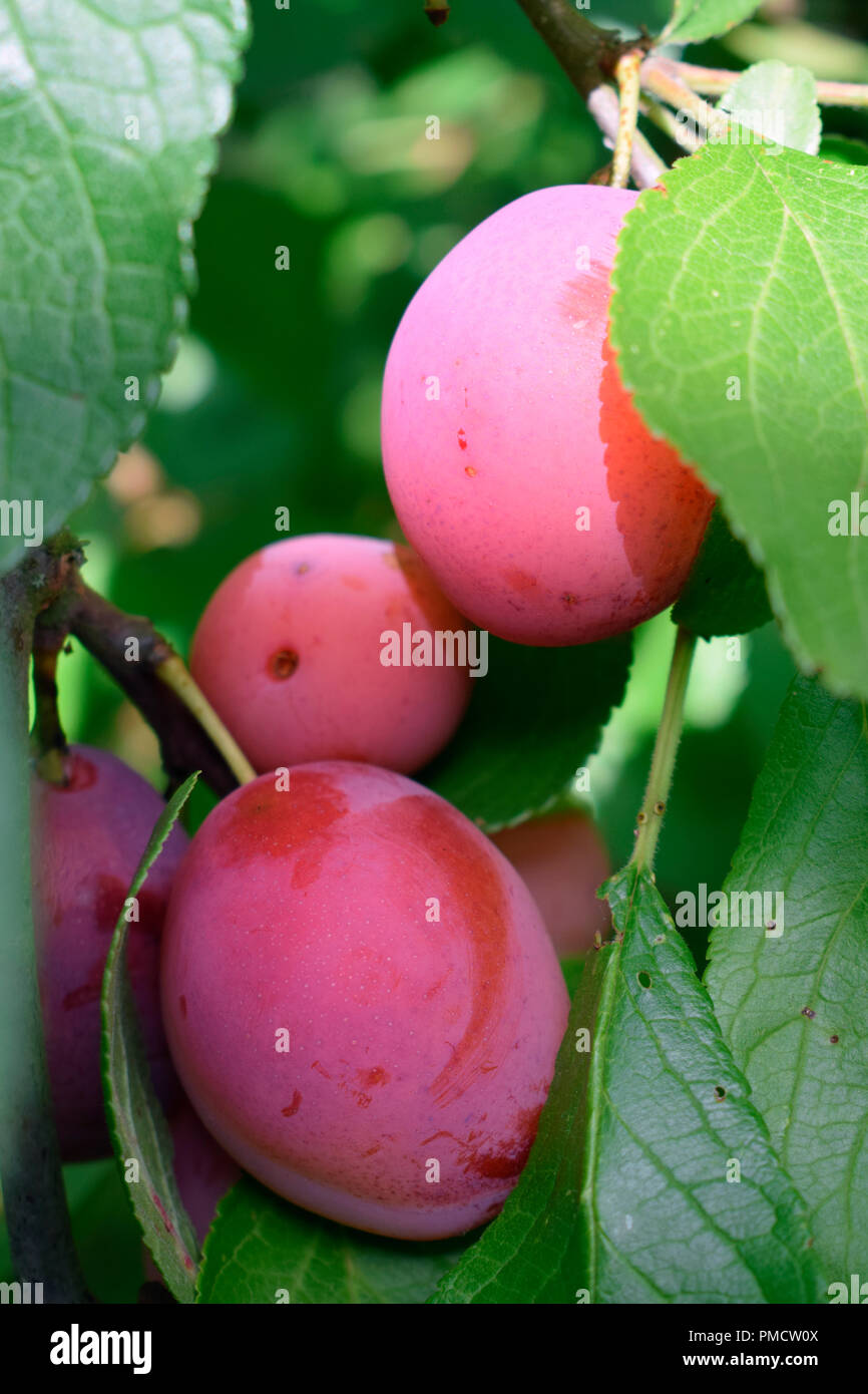 Victoria plum orchard hi-res stock photography and images - Alamy